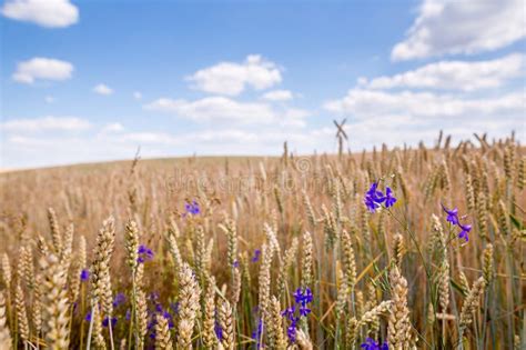 A Fields Of Ripe Wheat Ready For Harvest Typical Summertime Landscape