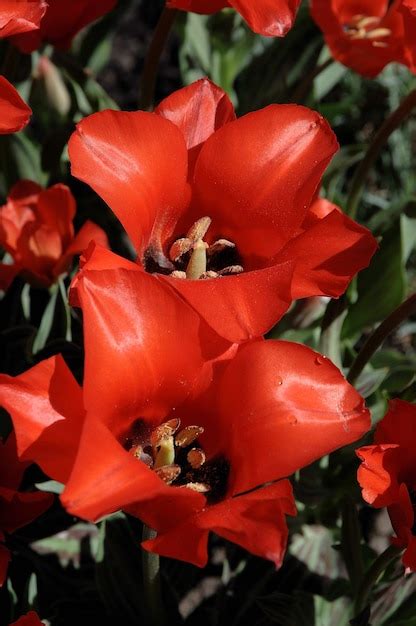 Red Allamanda Images Free Download On Freepik