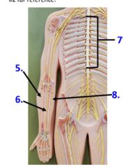 Nerve Plexus Quiz Quizlet
