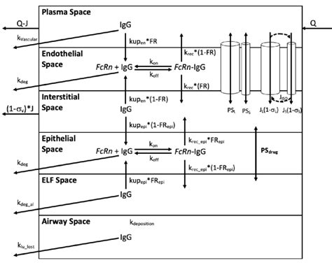 Schematic Of The Physiologically Based Lung Compartment Alveolar Space Download Scientific