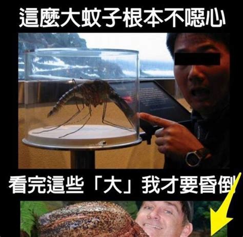 世界紀錄巨型的種種動物看完才真正了解什麼是大