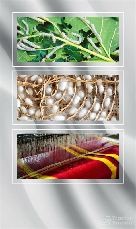 Largest Silk Producing States In India