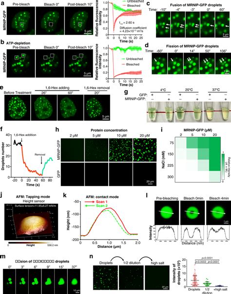 MRNIP undergoes liquid-liquid phase separation a FRAP of MRNIP-GFP ...