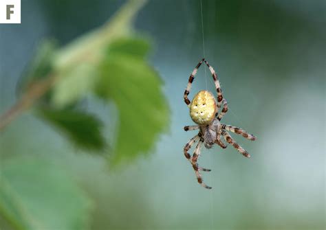 18 Espèces Daraignées à Voir Tout Au Long De Lannée La Salamandre