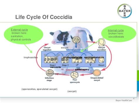 Calf Coccidiosis
