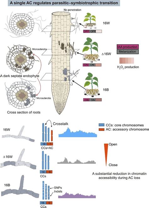项目文章 Plant Commun（if：105）发表附属染色体调节植物 真菌互作从寄生到共生转换的分子作用机制 Csdn博客