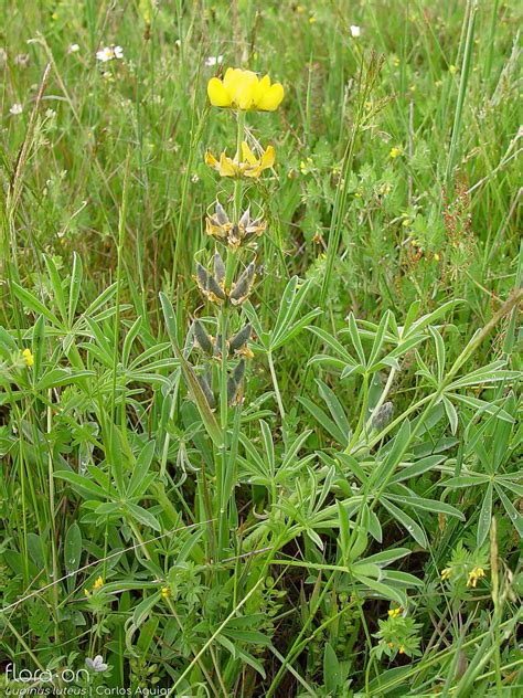 Lupinus Luteus Flora On