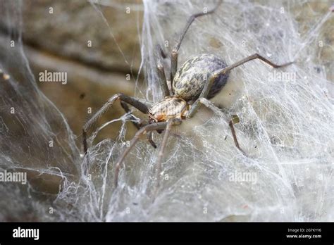 Barn Funnel Weaver Close Up On Its Cobweb Tegenaria Domestica Common