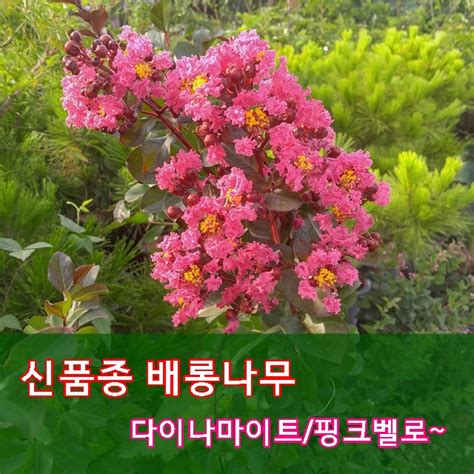 신품종 핑크벨로 배롱나무 개화주 포트묘목 네이버 블로그