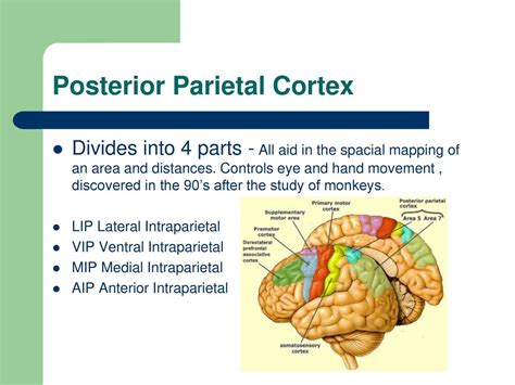 Posterior Parietal Cortex