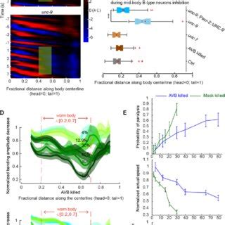 UNC 7 And UNC 9 Dependent Gap Junctions Are Not Required For