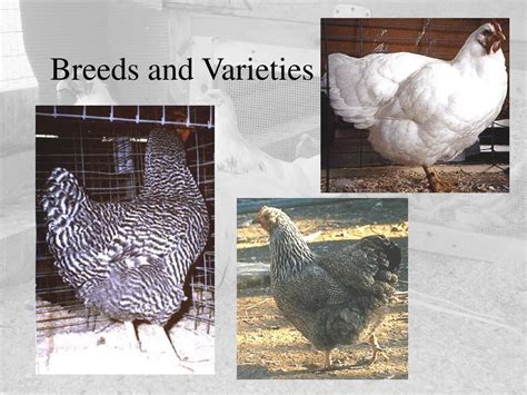 Ppt Breeders Layers And Hatching Egg Production Powerpoint