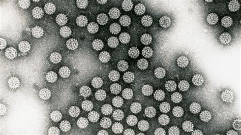 Hpv Virus Information