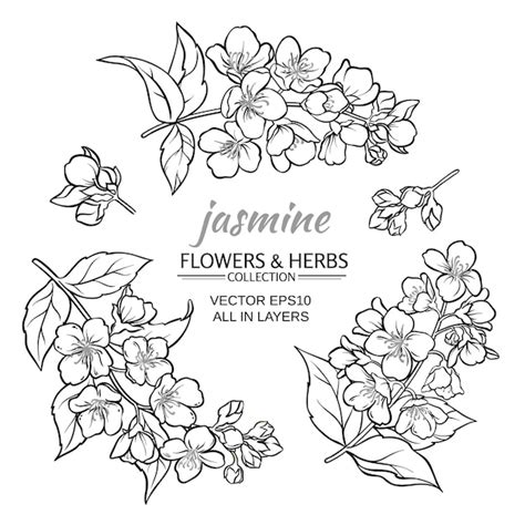 Vector de flores de jazmín en fondo blanco Vector Premium