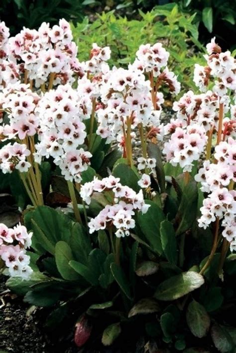 Bergenia ‘dragonfly™ Angel Kiss Blue Sky Nursery