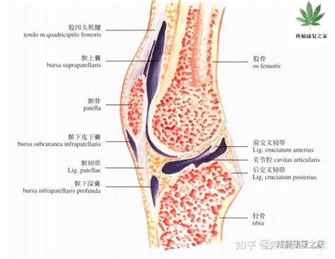 膝关节穿刺技巧 知乎