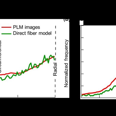 Fiber Orientation Distributions Of The Direct Fiber Model Green Lines Download Scientific