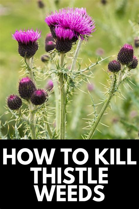 How To Kill Thistle Weeds Own The Yard 2024