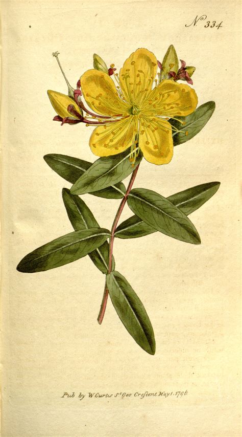 Hypericum Monogynum Images Useful Tropical Plants