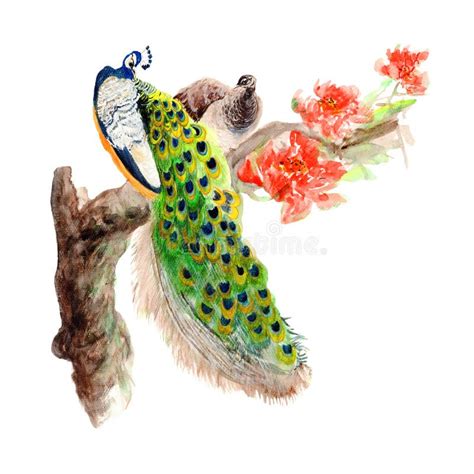 Peacock Watercolor Drawing On White Backgroundwatercolor Illustration