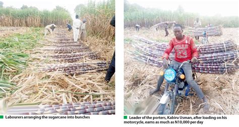 Kano Sugarcane Farmers Create Wealth Through Bumper Harvest Daily Trust