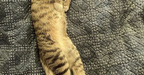 Pawsley Album On Imgur