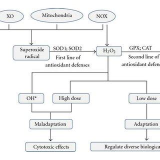 The Schematic Diagram Of H2O2 Source And Effects SOD Can Catalyze The Download Scientific