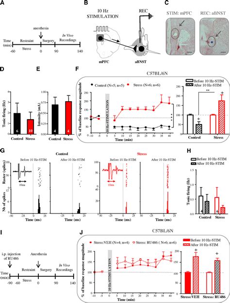 The 10 Hz Mpfc Stimulation Has Opposite Effects On Abnst Plasticity In Download Scientific