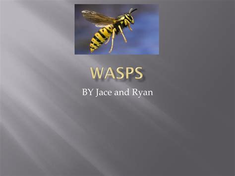 Ppt Wasps Powerpoint Presentation Free Download Id2454834
