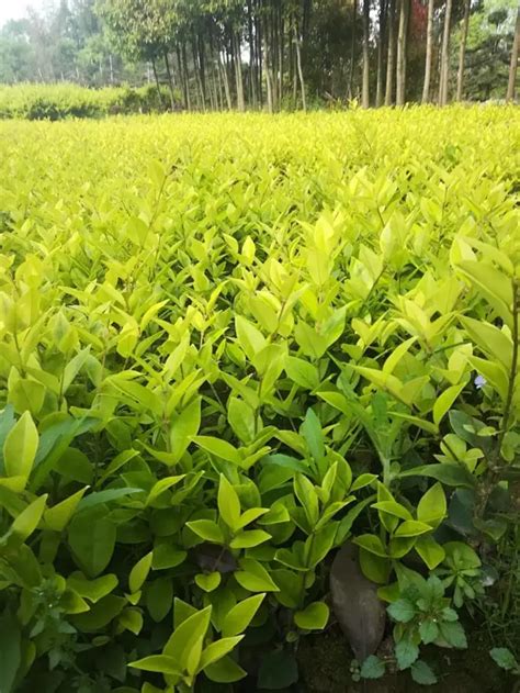 金森女贞 花瓣网