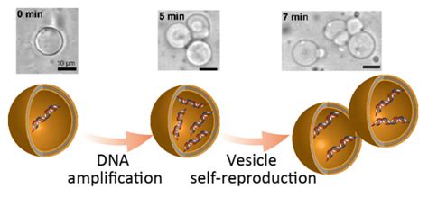 Life Free Full Text Evolution Of Proliferative Model Protocells Highly Responsive To The
