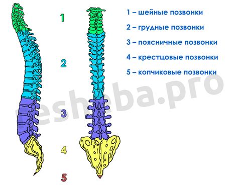 Ответы Практ 2 Строение и функции скелета человека — Биология 9 класс Супер Решеба