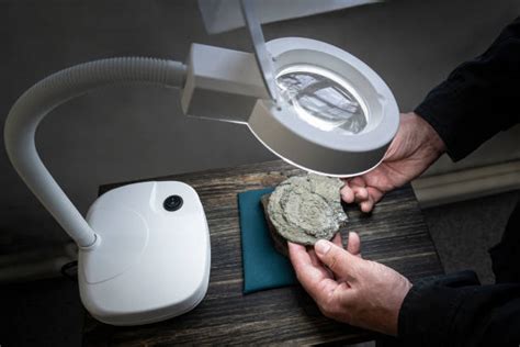 삼엽충 스톡 사진 및 일러스트 Istock