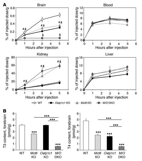 Jci Transporters Mct8 And Oatp1c1 Maintain Murine Brain Thyroid
