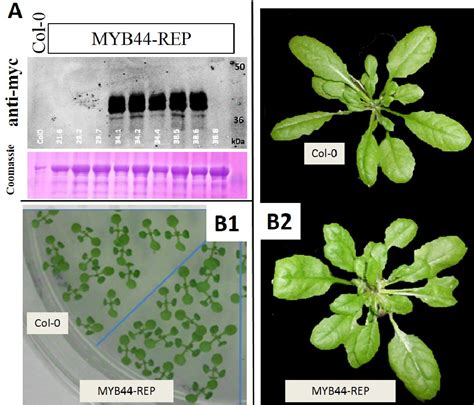Figure 3 From Dominant Repression By Arabidopsis Transcription Factor