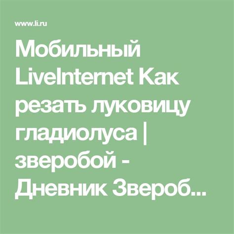 Мобильный Liveinternet Как резать луковицу гладиолуса зверобой
