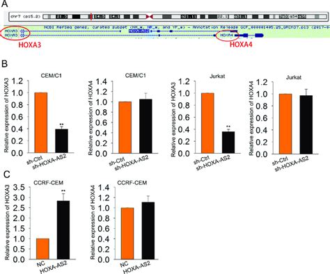 Hoxa3 Is A Target Of Hoxa As2 A Data Of Ucsc Showed Two Nearby Genes