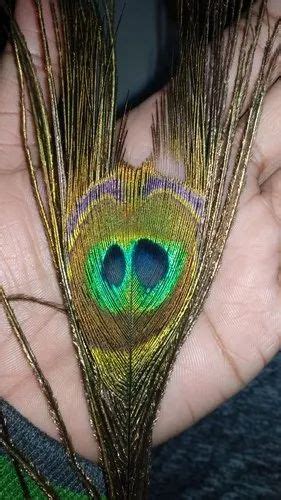 Peacock Feathers Mor Pankh Manufacturers And Suppliers In India