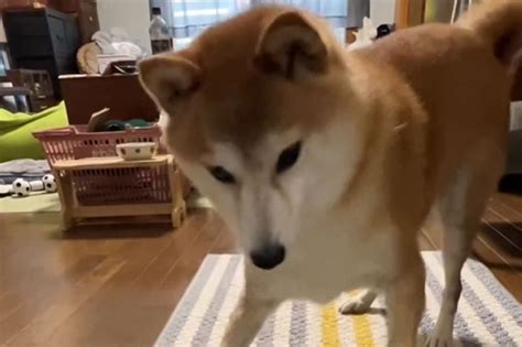 柴誤認飼主手握零食！得知真相暴怒噴氣 網笑：還踩幾腳 寵毛星球 生活 Nownews今日新聞
