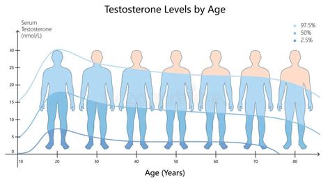 Graph Showing Testosterone Levels By Age Medical Stock Illustration