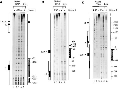 Chromatin Dnase I Footprint On Wild Type Snr6 A Dnase I Protection