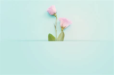パステルブルーの背景上のピンクの花の構成のトップビュー画像フラットレイ カラー画像のストックフォトや画像を多数ご用意 カラー画像