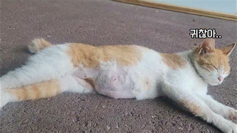 중성화 후 귀차니즘에 빠져버린 벌러덩 치즈 Ep 77 Youtube