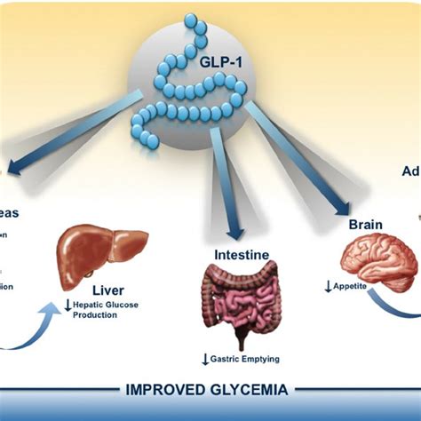 Antiatherosclerotic Potential Of Glp 1 Action The Direct Actions Of Download Scientific