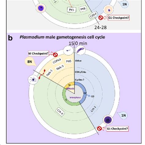 Pdf Checks And Balances Dna Replication And The Cell Cycle In Plasmodium