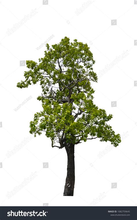 Tree Isolated On White Background Stock Photo Shutterstock