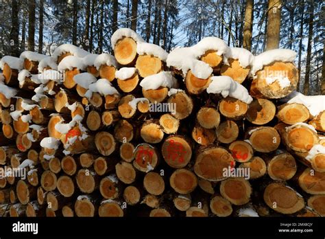 Stacked Felled Trees In The Forest Cross Section Of Tree Trunks Wood