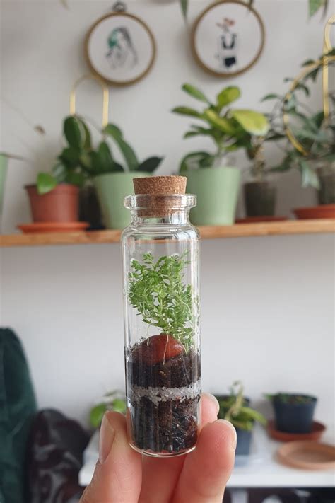 Mini Terrarium A Small Ecosystem For A Tiny Moss In 2023 Small