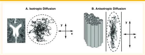 Isotropic And Anisotropic Diffusion A Water Molecules In The Brain Download Scientific