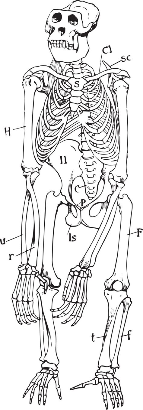 Gorilla Skeleton Vintage Illustration 13611316 Vector Art At Vecteezy